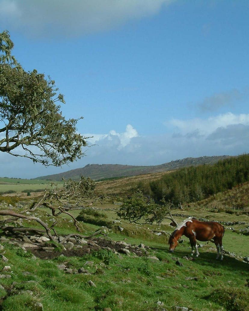 Explore the Beauty of Bodmin Moor