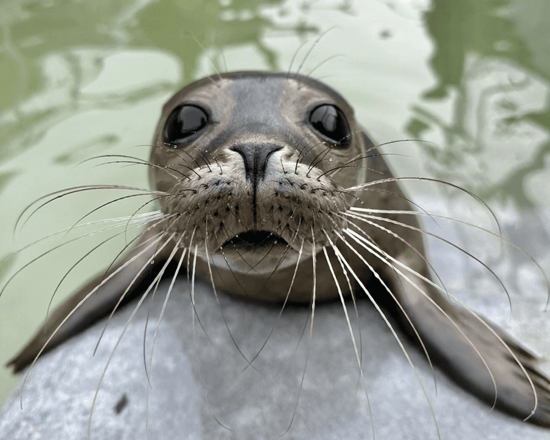 Visit Cornwall | Family Attractions: Cornish Seal Sanctuary