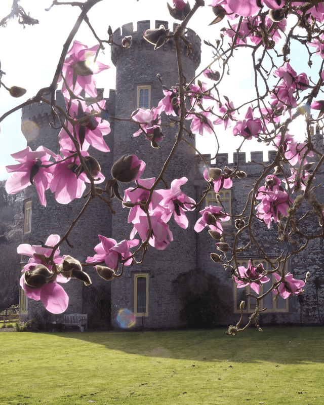 Visit Cornwall | Arts & Culture: Caerhays Castle and Gardens