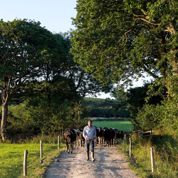 Visit Cornwall | 70 Years of Farming: Callestick Farm