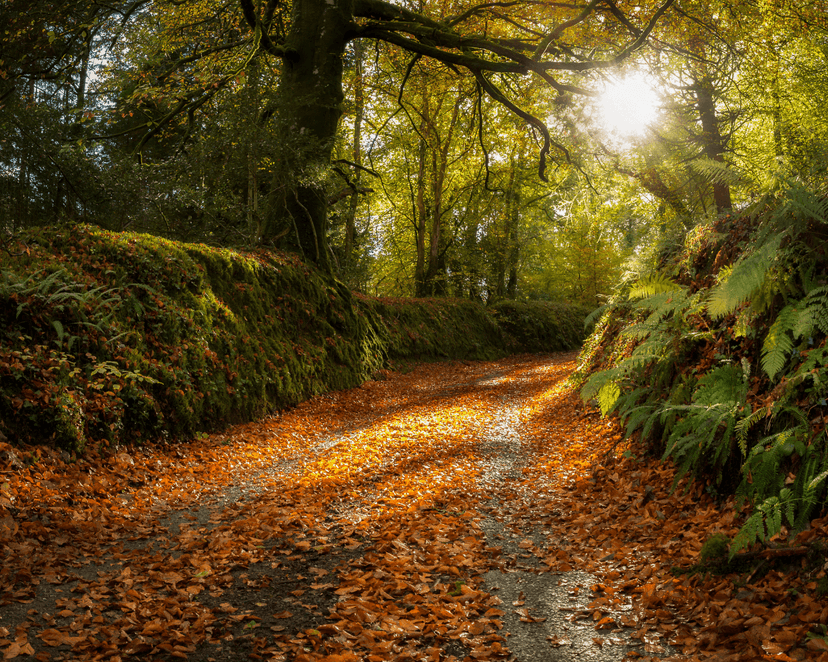 Visit Cornwall | Cornwalls must-visit gardens | A year in bloom