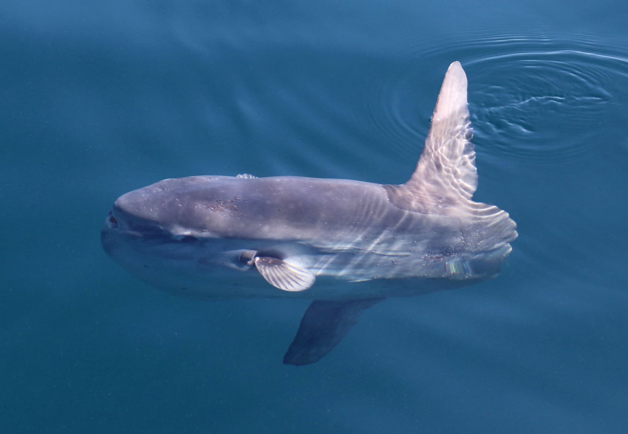 Visit Cornwall | Marine Discovery Penzance