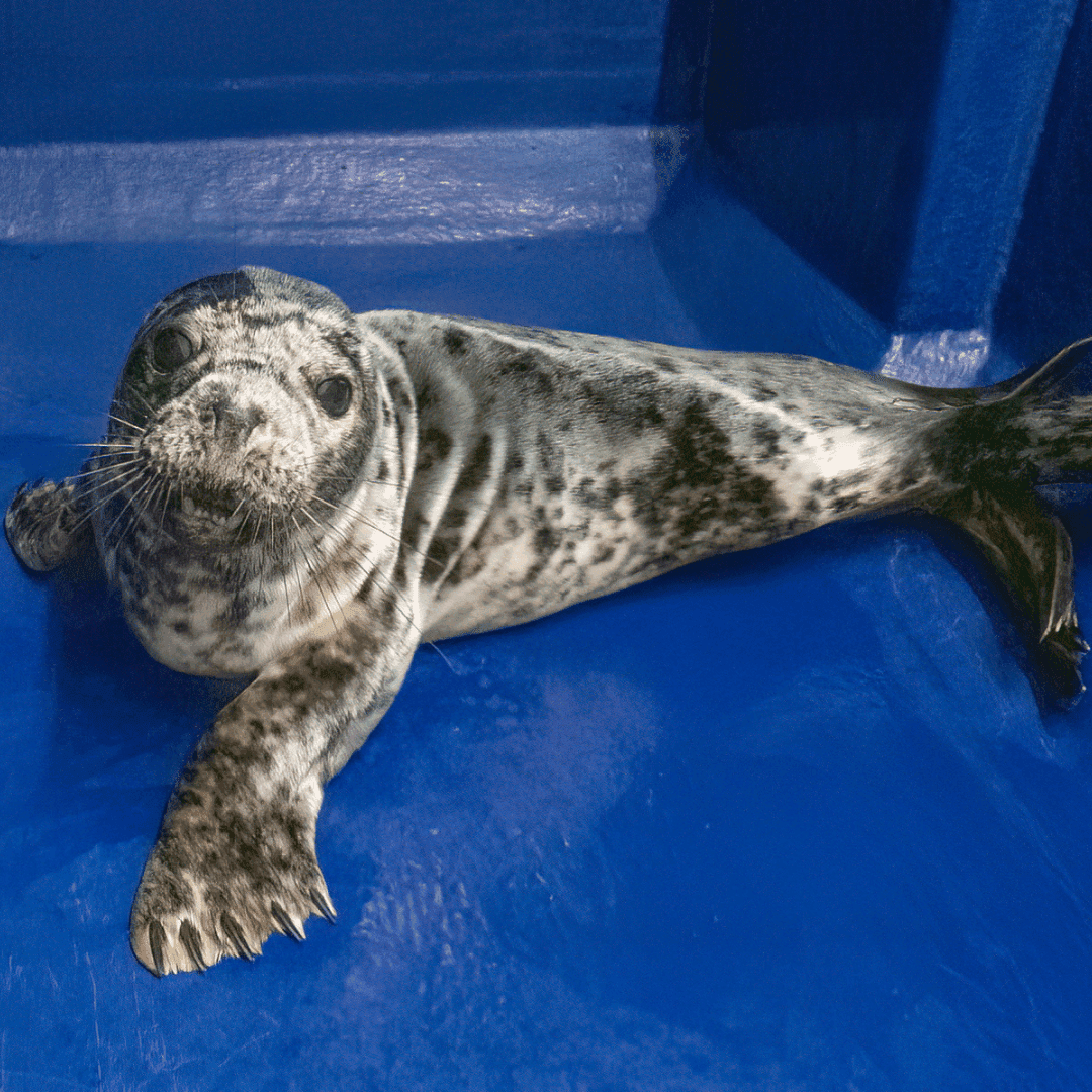 Seal Pup Season in Cornwall: What You Should Know
