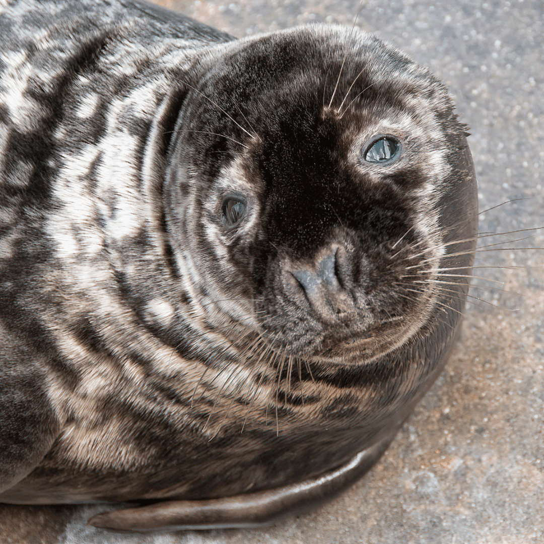 Seal Pup Season in Cornwall: What You Should Know