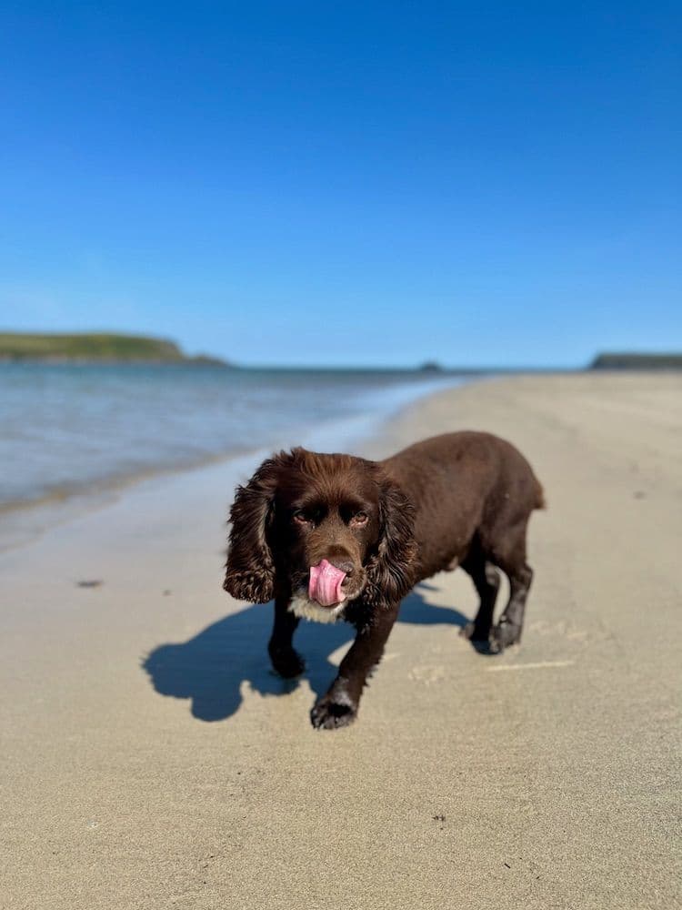 Visit Cornwall | 10 dog friendly beaches - all year round